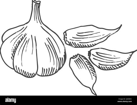 Garlic Drawing Clip Art