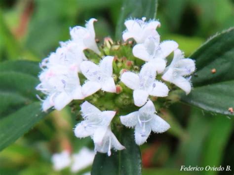 Spermacoce Ecos Del Bosque