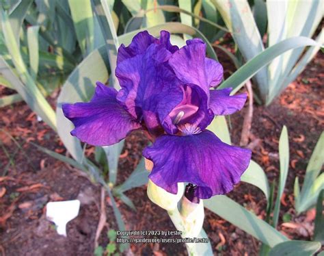 Photo Of The Bloom Of Intermediate Bearded Iris Iris Violet Moon