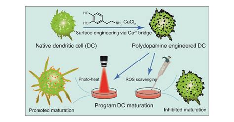 Ca2 Mediated Surface Polydopamine Engineering To Program Dendritic Cell Maturation Acs