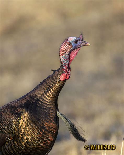 Pennsylvania Wildlife Photographer Winter Gobblers