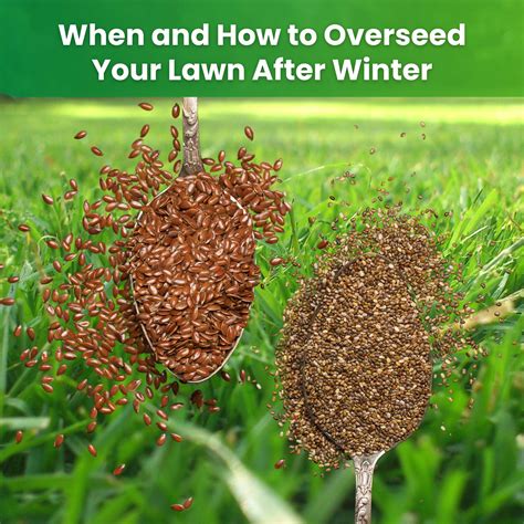 When And How To Overseed Your Lawn After Winter Landzie