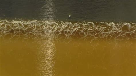 Vinegar Eels Tetra At Echo Stone Blog