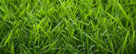 Premium Ai Image Grass Texture In Weedy Lawn