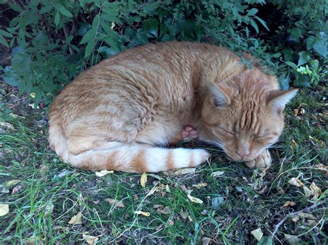 Nickerchen Foto And Bild Tiere Haustiere Natur Bilder Auf Fotocommunity