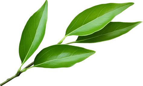 Tea Leaf Pngs For Free Download