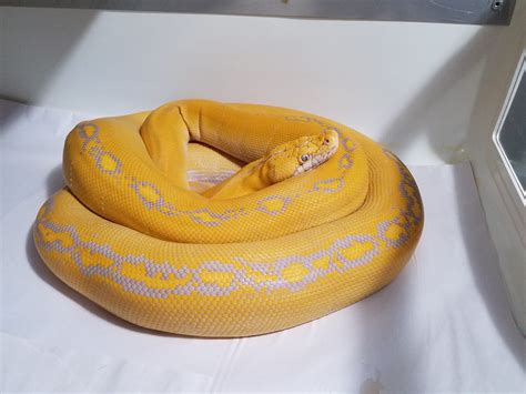 Purple Reticulated Python Morphs