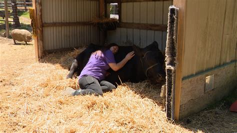 7 years ago, 6 cows escaped a St. Louis slaughterhouse. Now, they give hugs to visitors | ksdk.com
