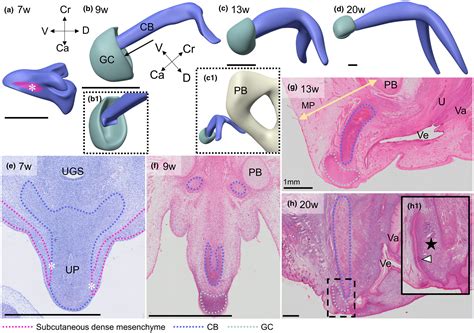 The Development Of The External Genitals In Female Human Embryos And