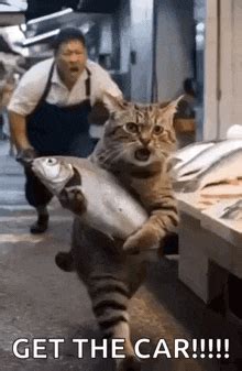 Cat Thief S Tenor