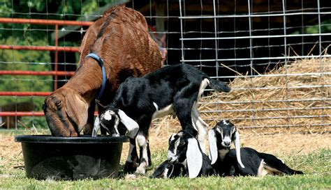 5 Key Aspects Of Feeding Goats Hobby Farms