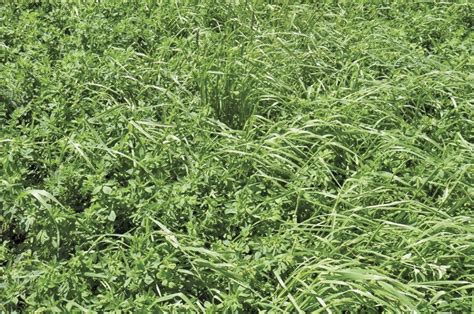Using Alfalfa Grass Mixtures Ag Proud