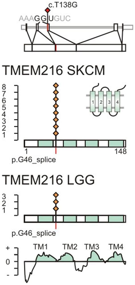 The Ct138g Somatic Mutation Is Recurring And Affects The Splice Site