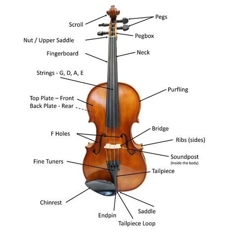 Violin Parts Diagram