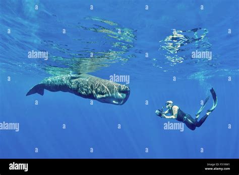 Freediver Photographing A Sperm Whale Physeter Macrocephalus Azores