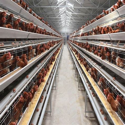 Chicken Laying Cagelayer Egg Chicken Cagepoultry Farm Design