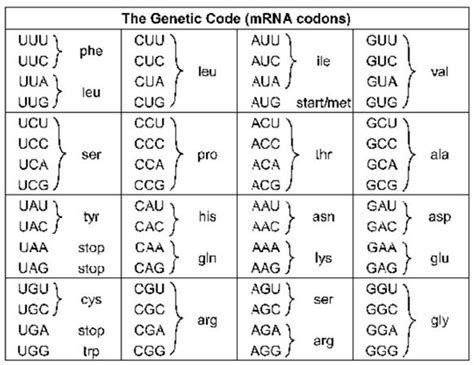 How Does Dna Encode Information Pediaacom