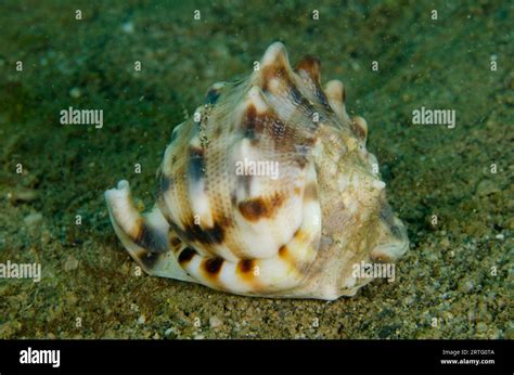 Horned Helmet Cassis Cornuta Dili Rock East Dive Site Dili East