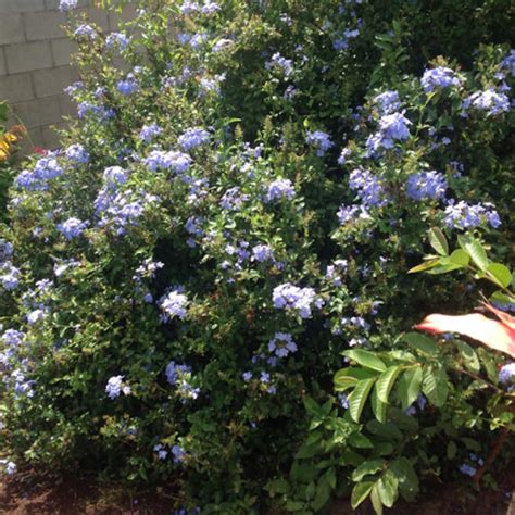 Blue Plumbago Project Noah