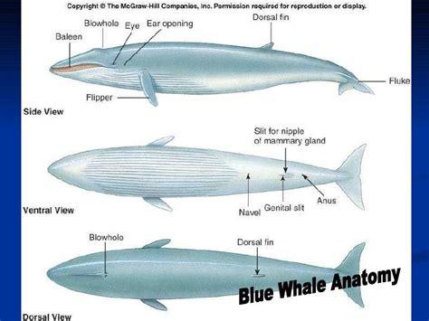 Anatomy Of A Blue Whale