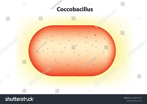 Biological Illustration Coccobacillus Bacteria Genus Grampositive Stock