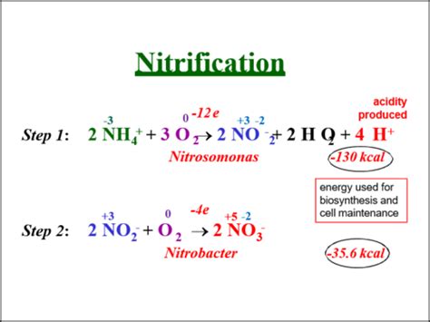 Nitrification Equation