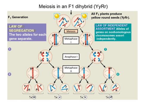 Bio 5c Lecture 3 Mendelian Genetics Ii Flashcards Quizlet
