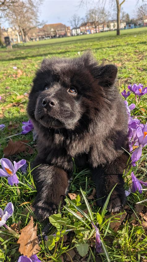 Chow Chow Husky Blanding
