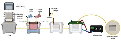 Polyacrylamide Gel Electrophoresis Page Principle And Procedure