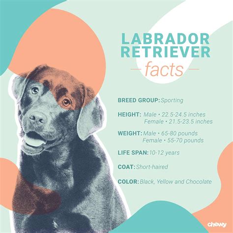 14 Quirky Facts About Labrador Retrievers The Labrador