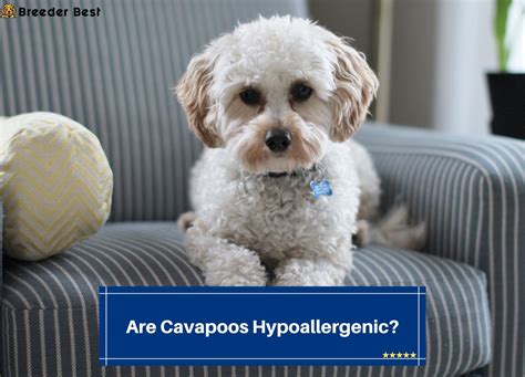 Are Cavapoos Hypoallergenic