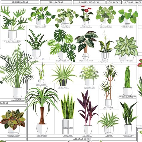 Common Houseplants Pictures And Names