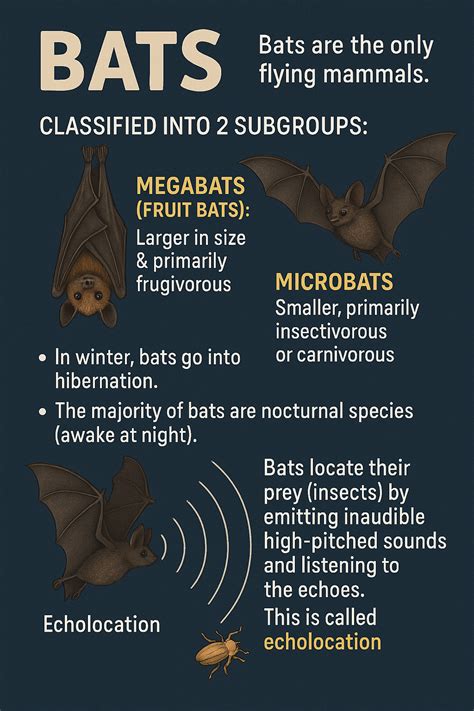 Echolocation Bats Dolphins And Whales