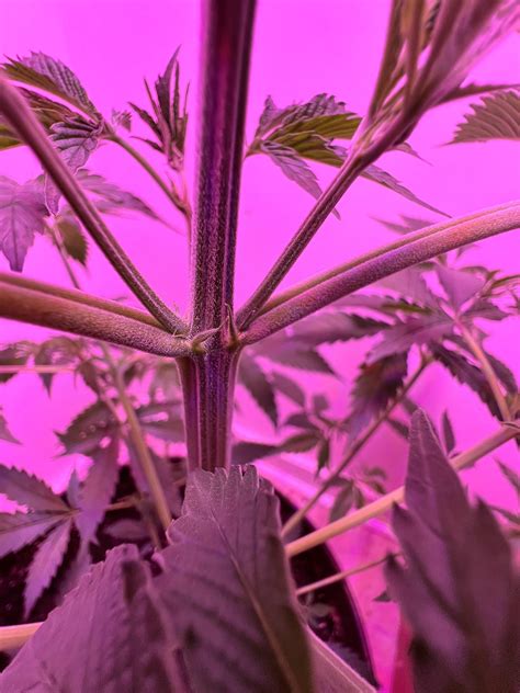 Can Anyone Help Me Sex This Plant Or Is It Too Early To Tell First Time Grower From A Seed