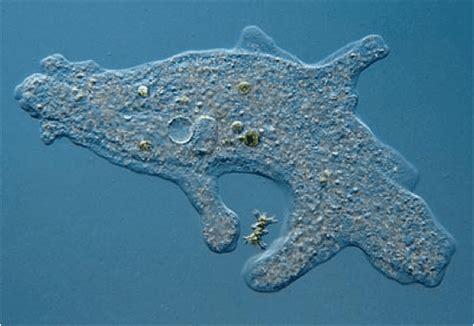 Amoebozoa ~ Everything You Need To Know With Photos Videos