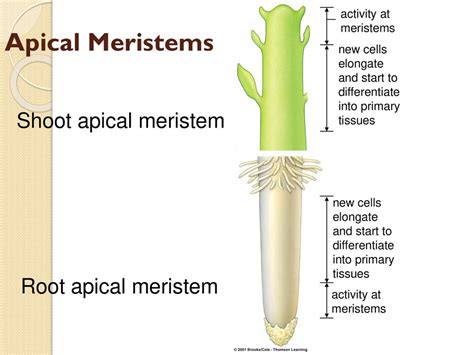 Apical Meristem Apical Meristem Definition Development And Facts