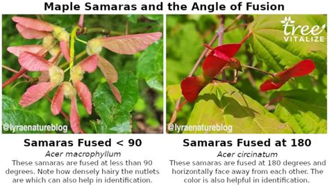 18 Different Types Of Maple Trees And Identifying Features