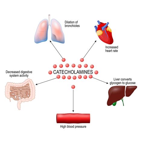 What Are Catecholamines Total