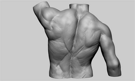 Artstation Base Male Anatomy Resources
