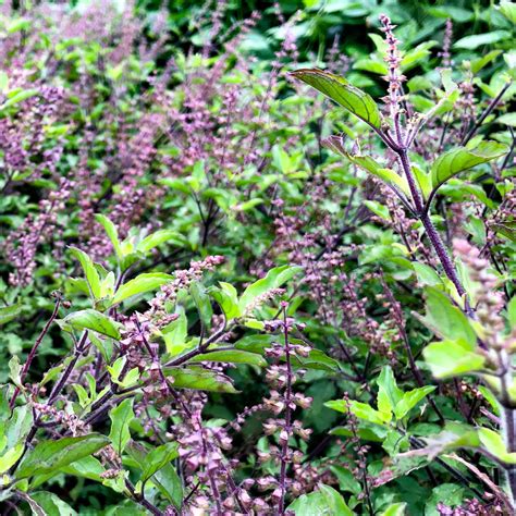 Holy Basil