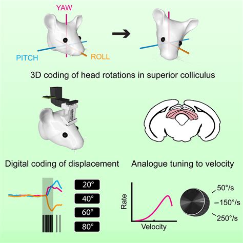 What Is The Superior Colliculus