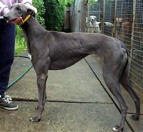 灵缇怎么读细犬第8页大山谷图库