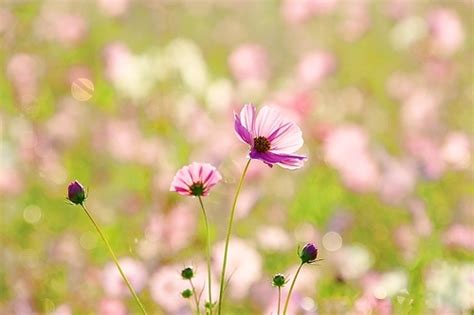 유토이미지 분홍 코스모스