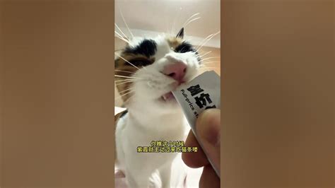 抓到的三花猫345天了还是不亲怎么办？【高悟空】铲屎官的乐趣 流浪猫 猫咪紫霞 可爱猫咪 养猫vlog 养猫日常 Youtube