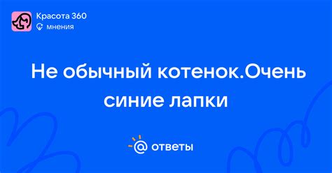 Не обычный котенокОчень синие лапки Ответы Mail