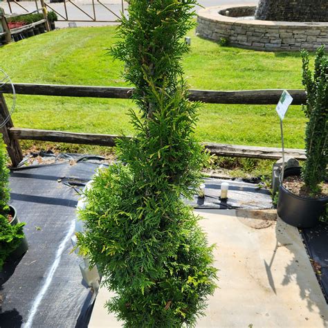 Thuja X Tiny Tower Arborvitae Siteone Us