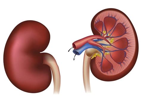 Interstitial Nephritis