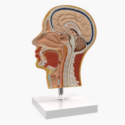 Human Head 3d Models Download Free3d