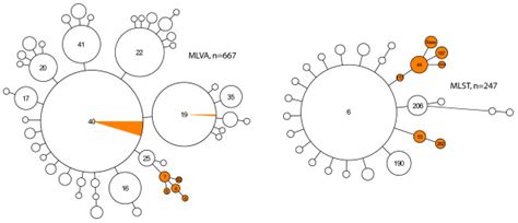 Minimum Spanning Trees Of 667 Strains On Which Mlva Was Performed And Download Scientific