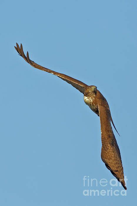 Red Tailed Hawk In California Bird Sanctuary By Natural Focal Point